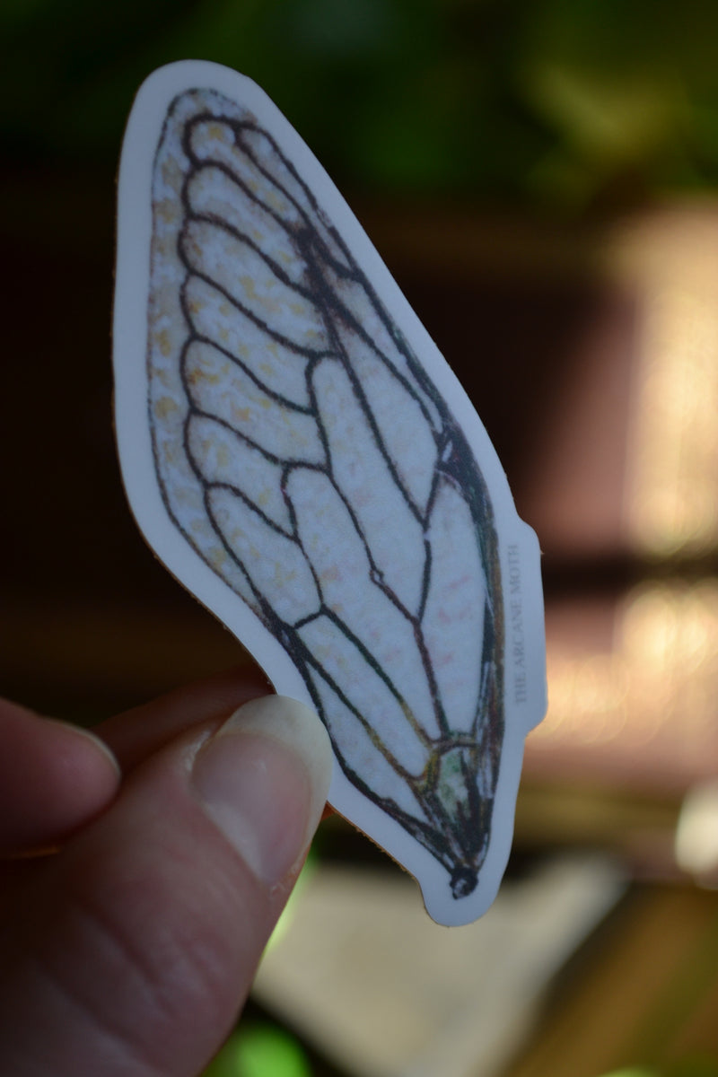 Cicada Wing Sticker – The Arcane Moth