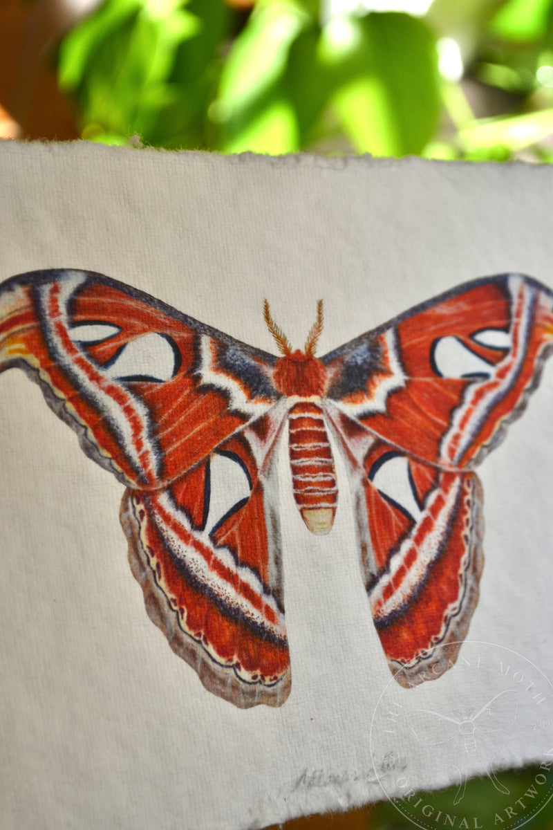 LIMITED EDITION Prints | Atlas Moth – The Arcane Moth