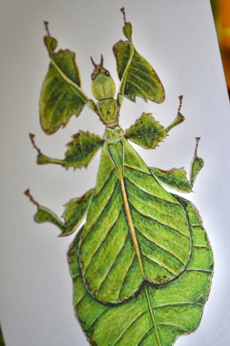 Prints | Leaf Insect Gouache Painting – The Arcane Moth